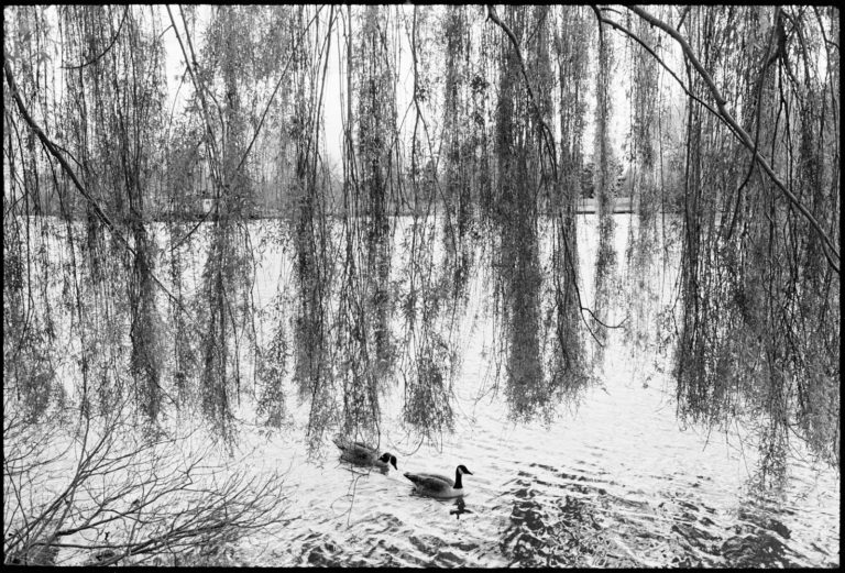 The Time of Trees - Extended version - Stuart Franklin