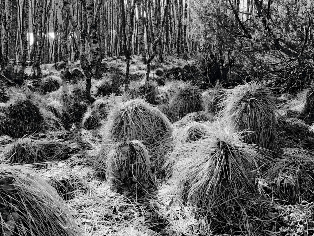 The Time of Trees - Extended version - Stuart Franklin