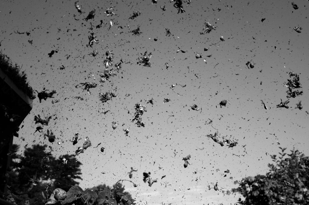 The Time of Trees - Extended version - Stuart Franklin