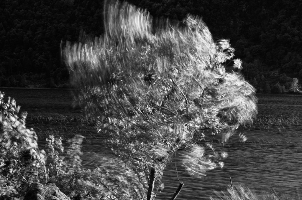 The Time of Trees - Extended version - Stuart Franklin