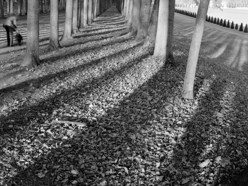 The Time of Trees - Extended version - Stuart Franklin