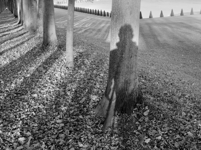 The Time of Trees - Extended version - Stuart Franklin