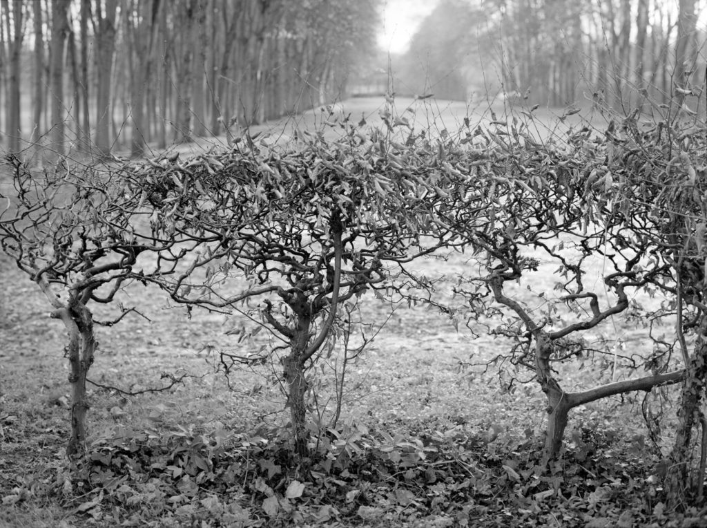 The Time of Trees - Extended version - Stuart Franklin